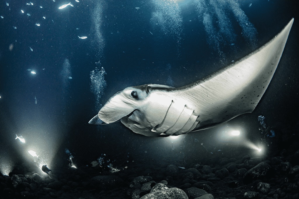 Moonlight Manta Ray