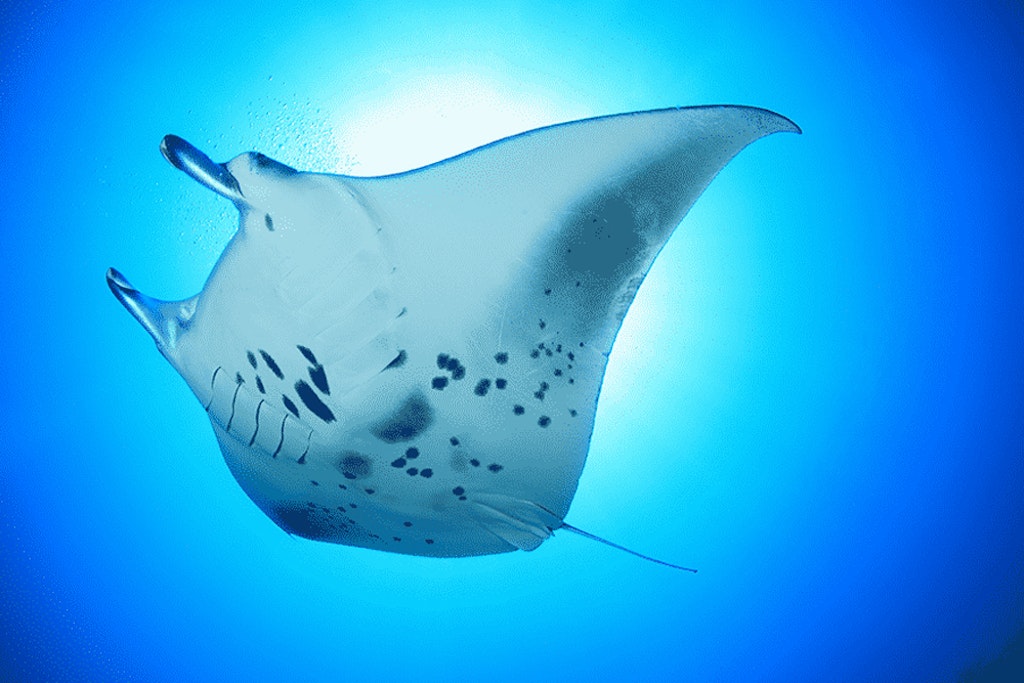 Moonlight Manta Ray