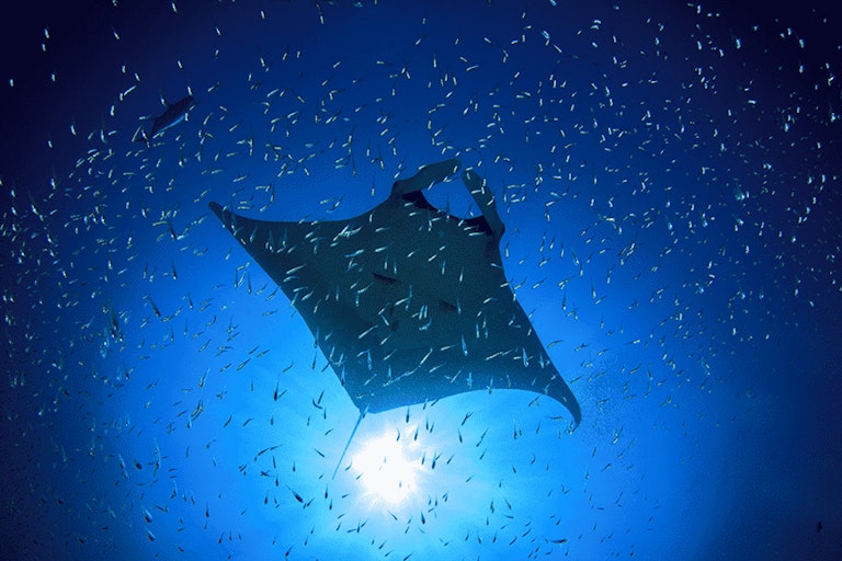 Moonlight Manta Ray